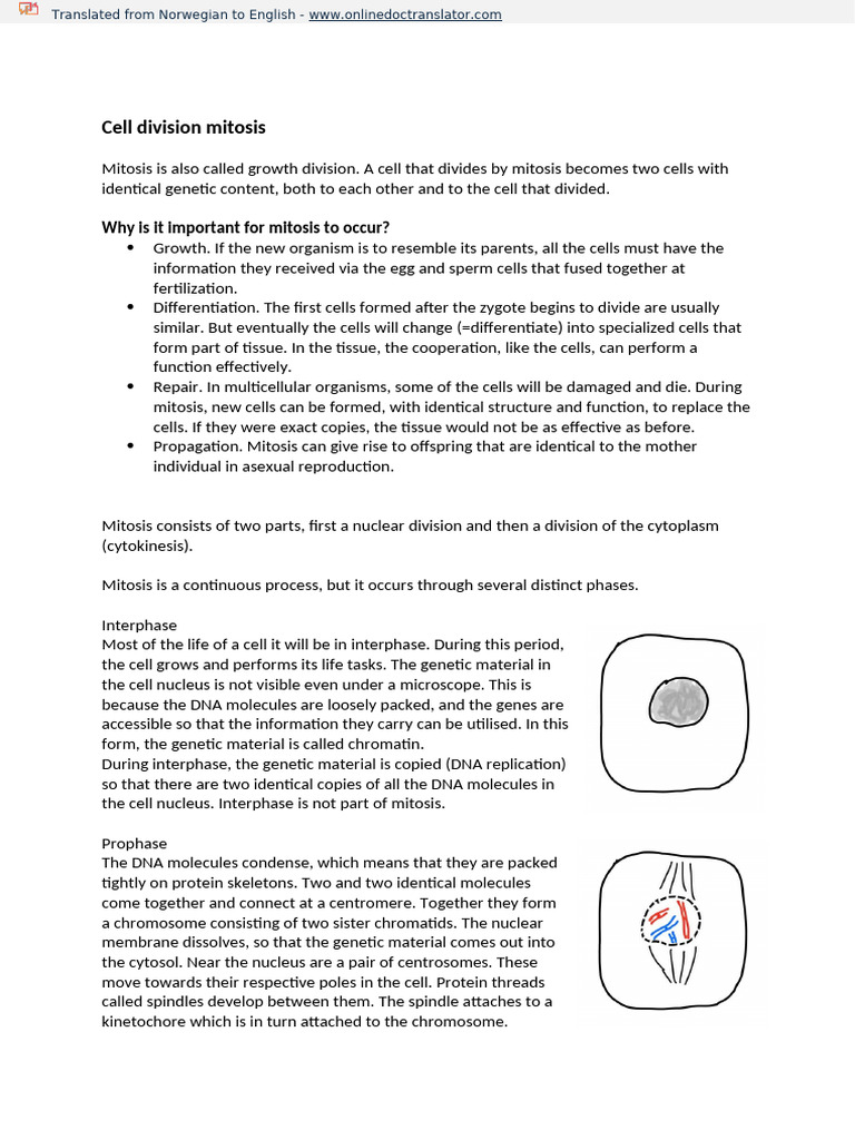 Mitosis | PDF