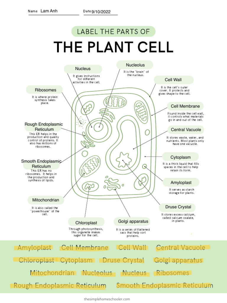 Plant Cell Worksheet 1 PDF | PDF
