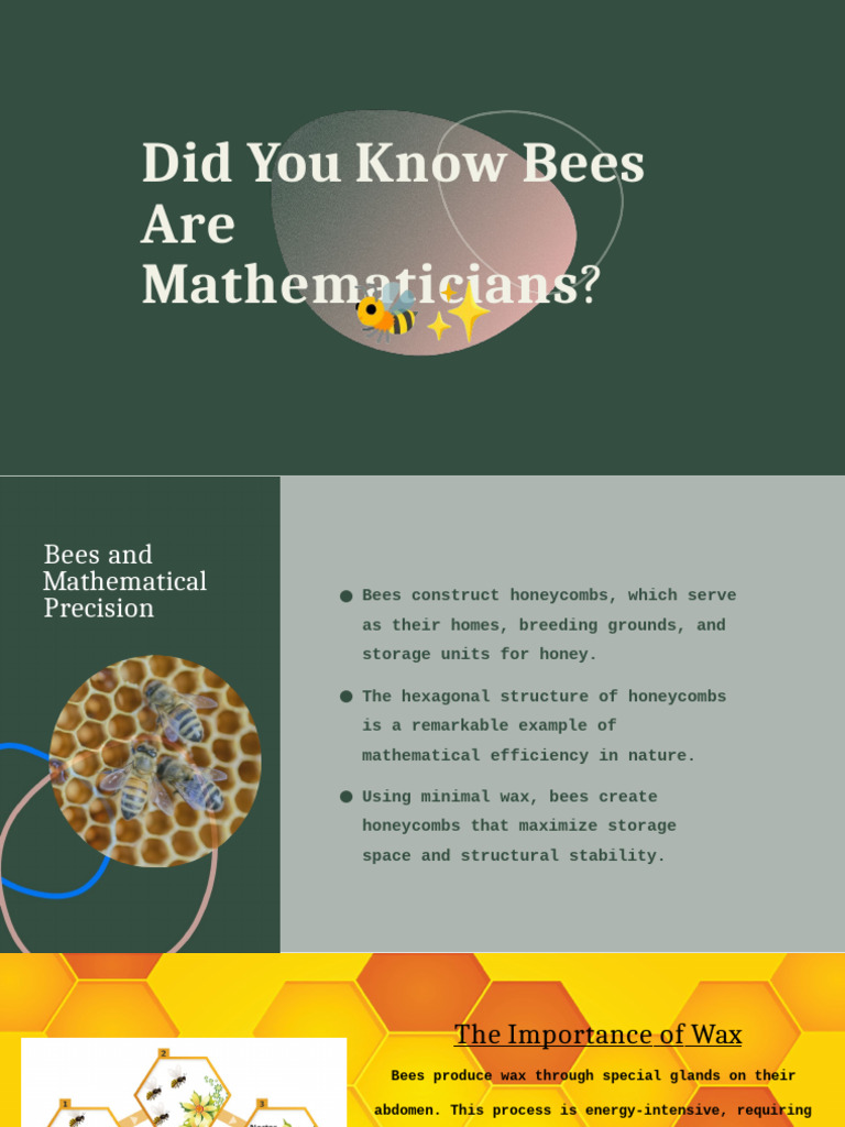 Did You Know Bees Are Mathematicians | PDF