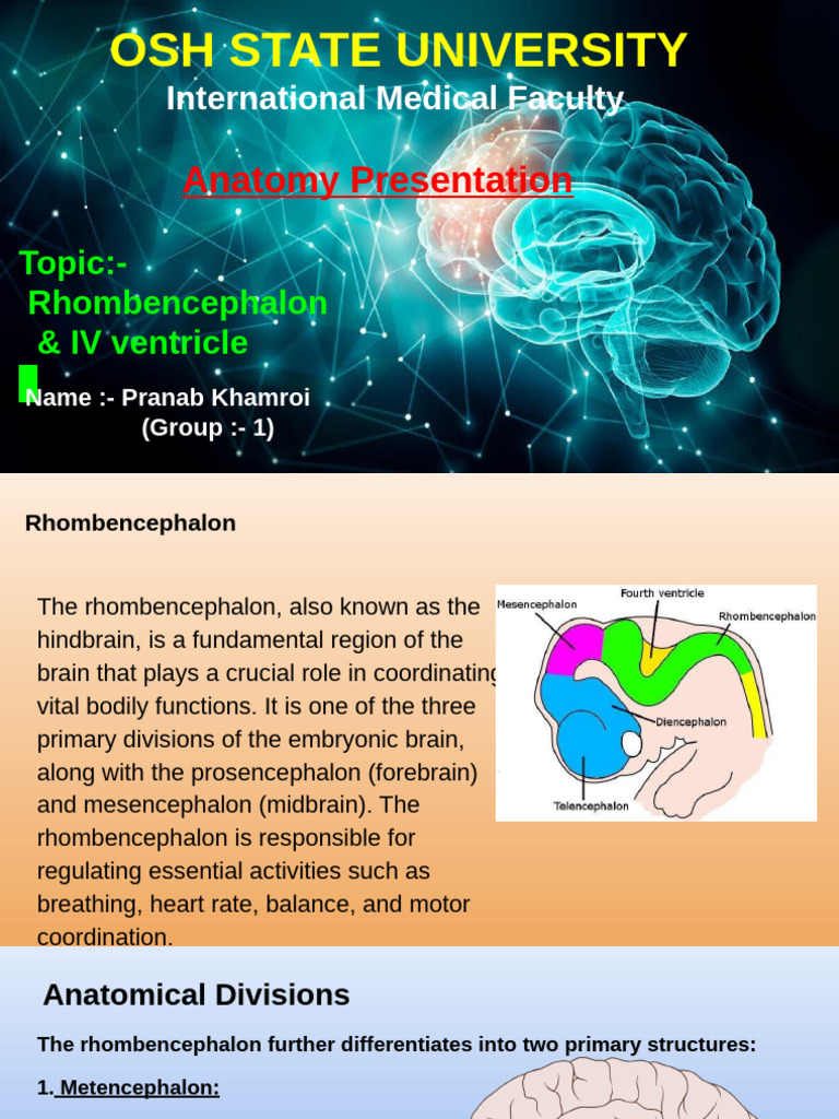 Rhombencephalon & IV Ventricle | PDF