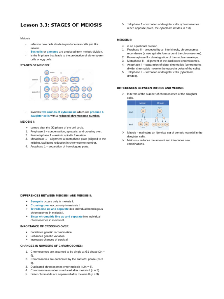 Meiosis | PDF