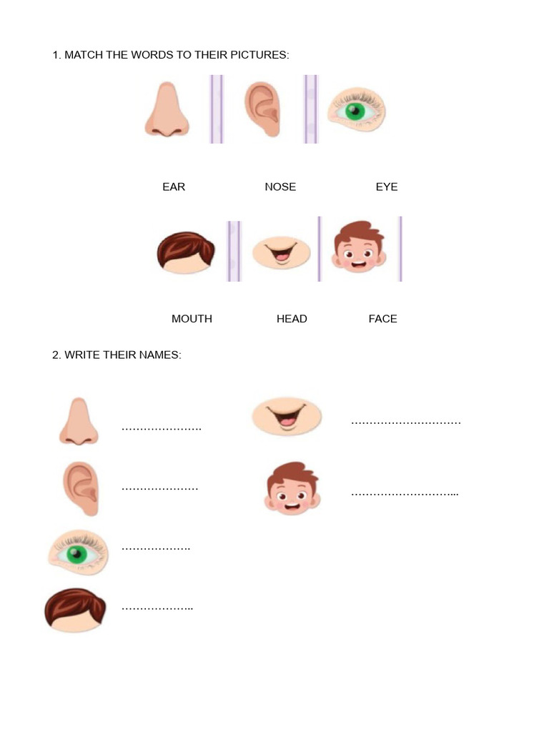 Parts of the face | PDF