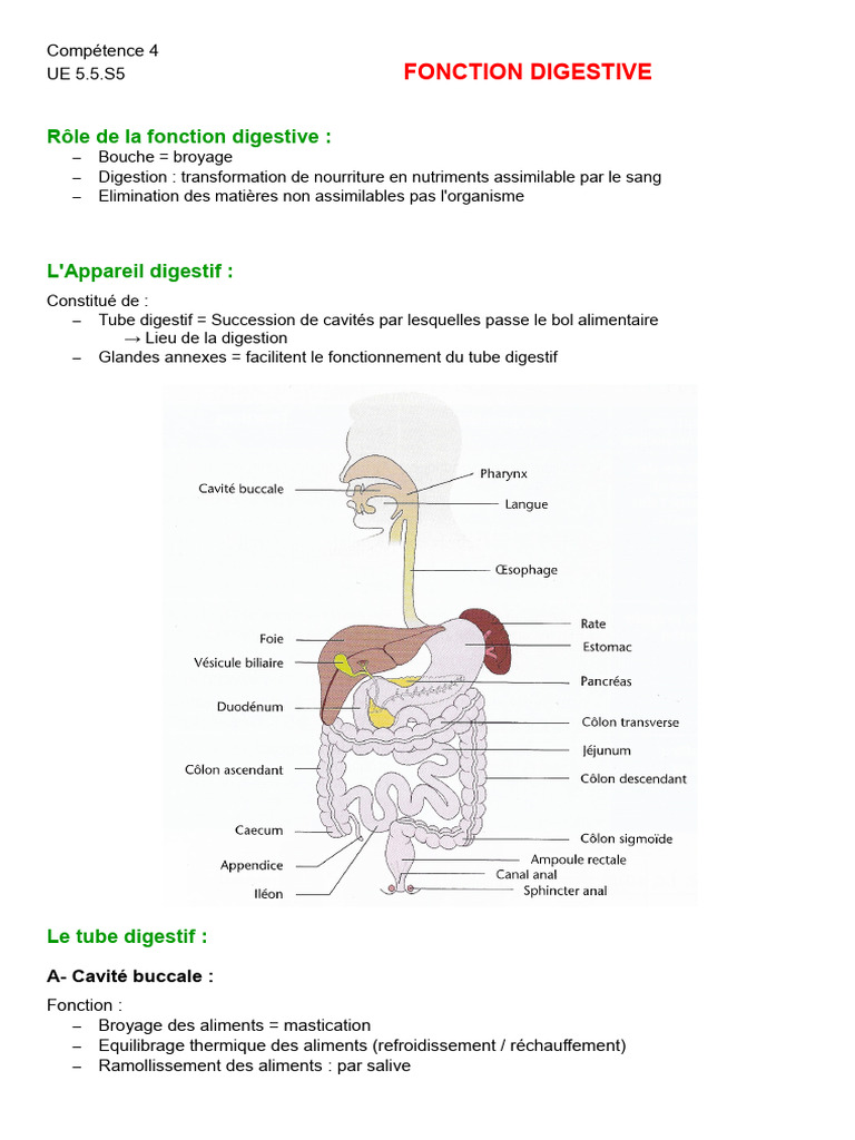 Fiche Digestive | PDF