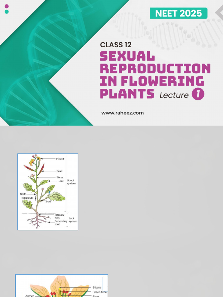 Sexual Reproduction in Flowering Plants | PDF | Petal | Flowers