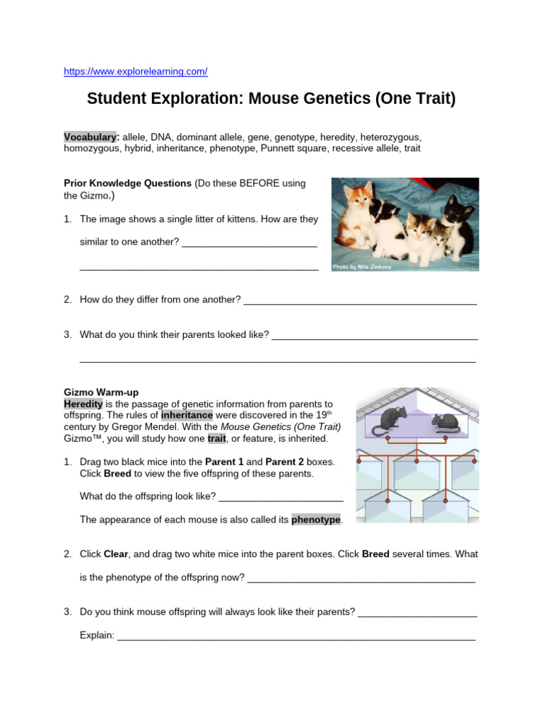 Gizmo Mouse Genetics | PDF