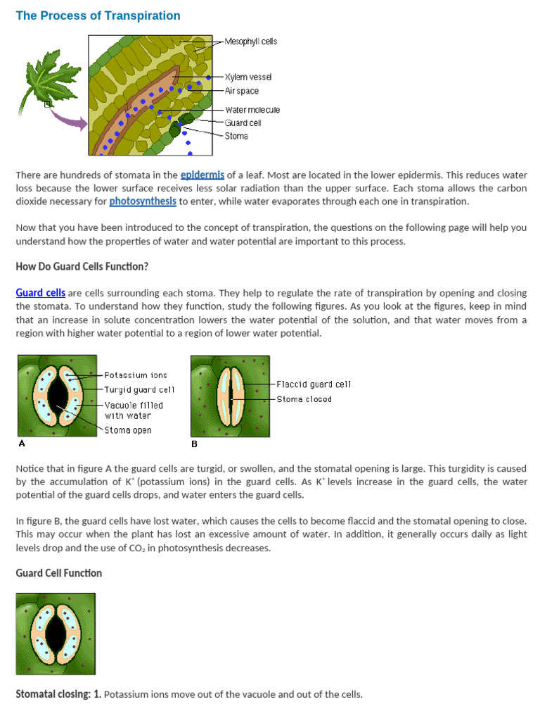 The Process of Transpiration BBC | PDF