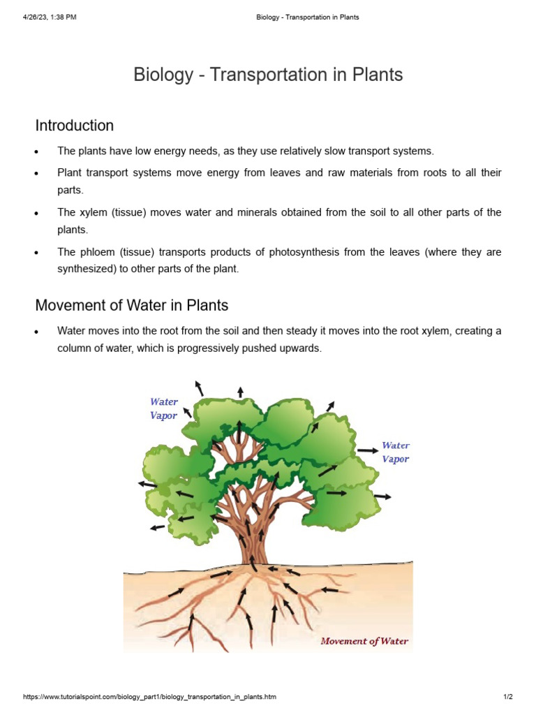 Biology - Transportation in Plants | PDF