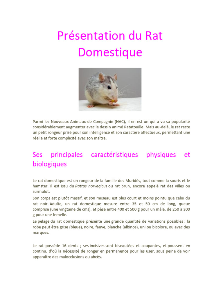 Présentation Du Rat Domestique | PDF