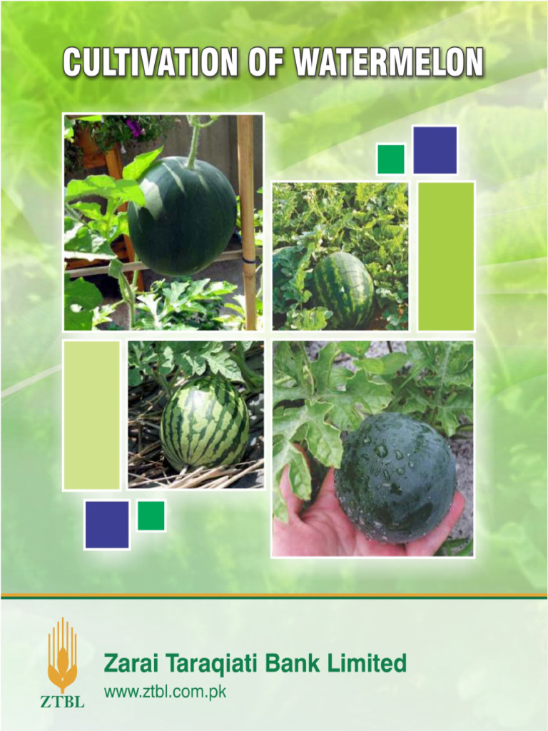 Watermelon 2 17-May-2024 07-37-47 | PDF