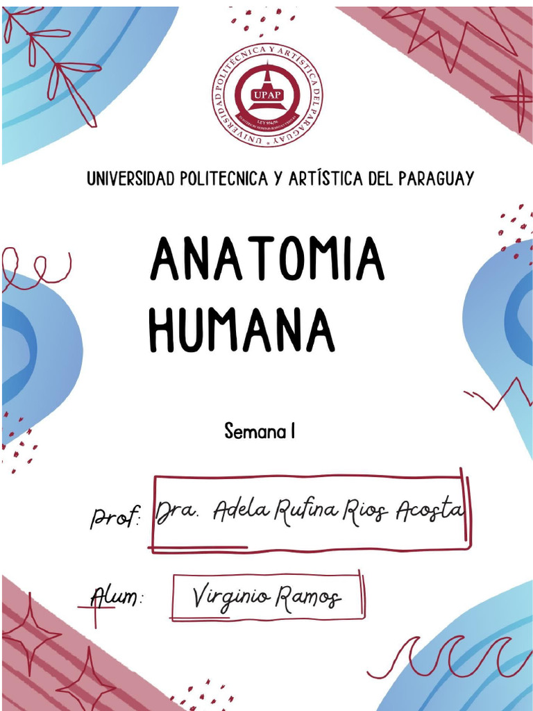 Anatomia 2.Docx | PDF