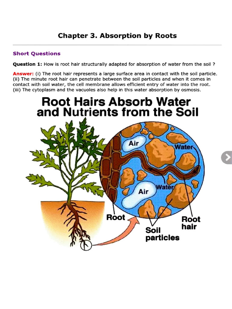 Absorption by Plants | PDF