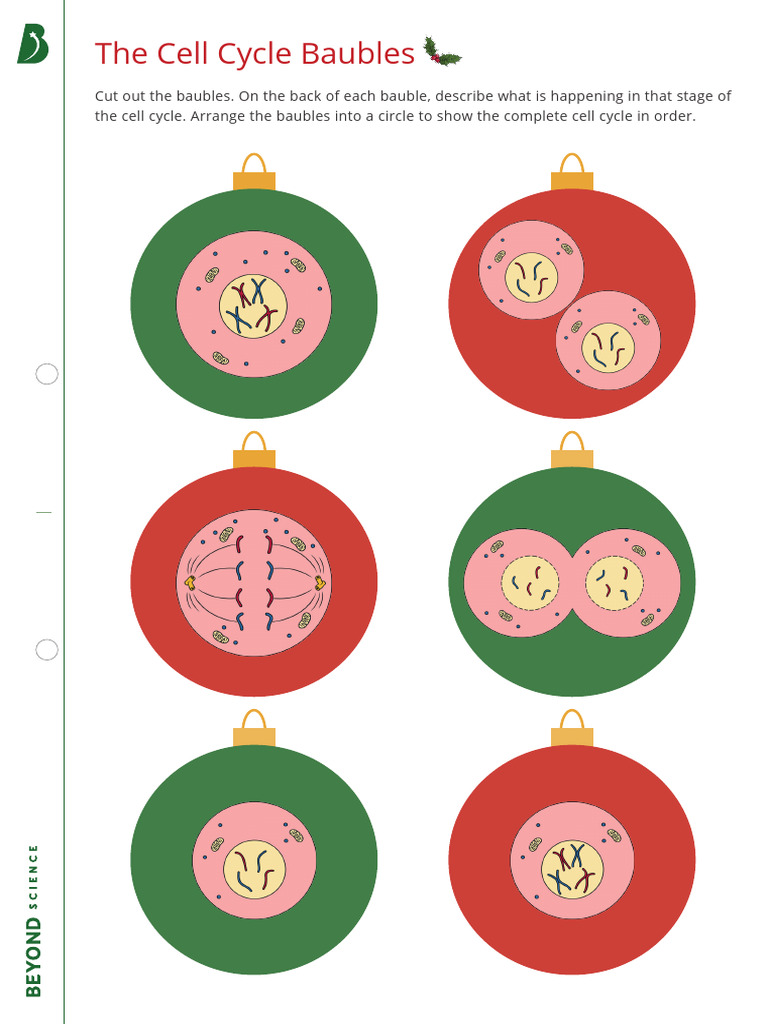 The Cell Cycle Baubles Labelling | PDF