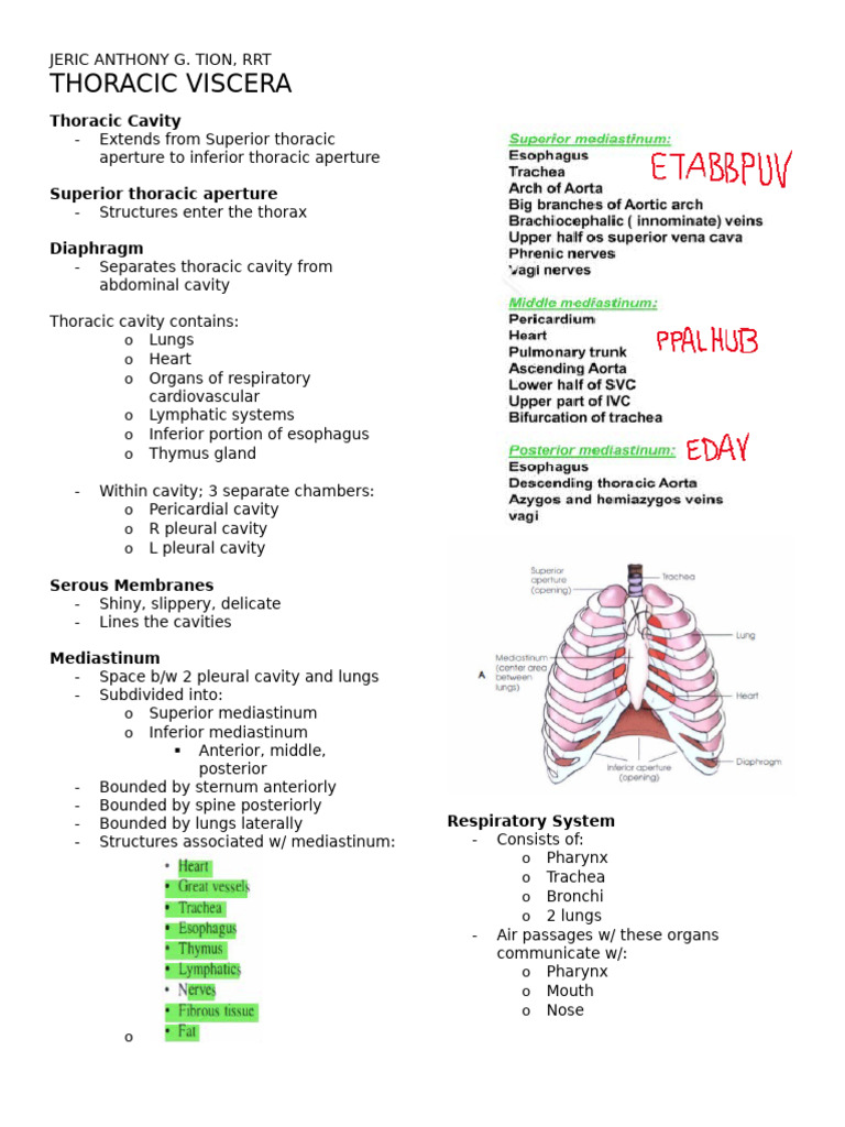 Thoracic Viscera Anatomy | PDF