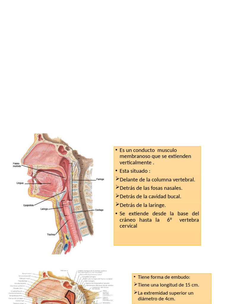 04. Anatomía de Faringe | PDF