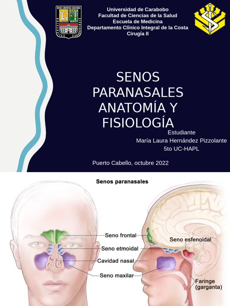 Anatomía y Fisiología de Senos Paranasales | PDF