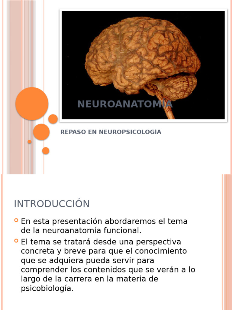 Neuro Anatomia | PDF