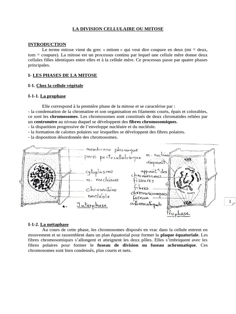La Division Cellulaire Ou Mitose | PDF