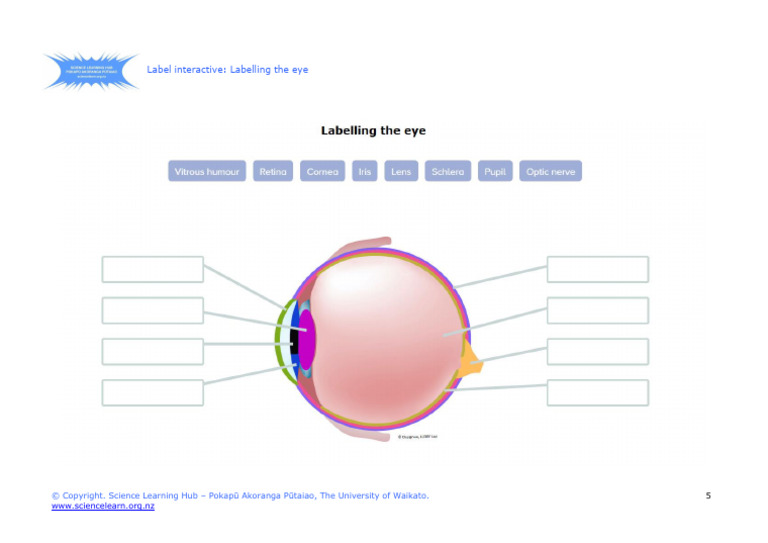 Labelling The Eye Excercise | PDF