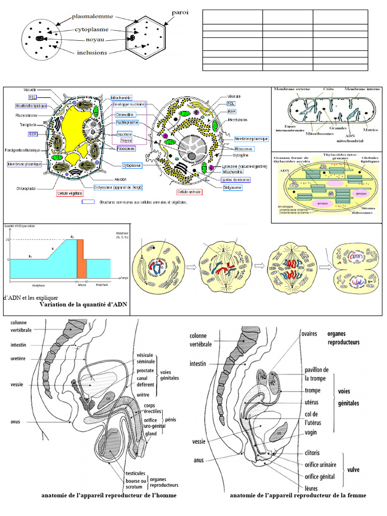 Planches de Cours P A | PDF