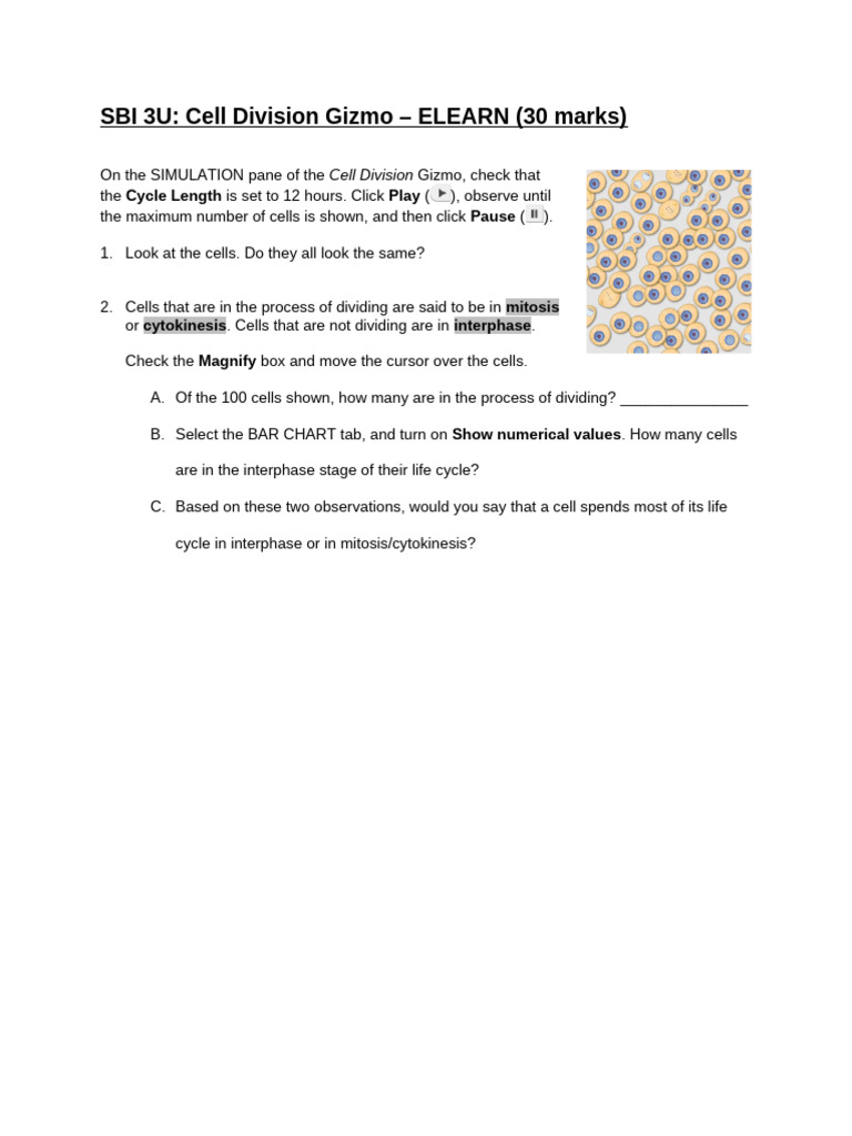 Cell Division Gizmo Worksheet Answers