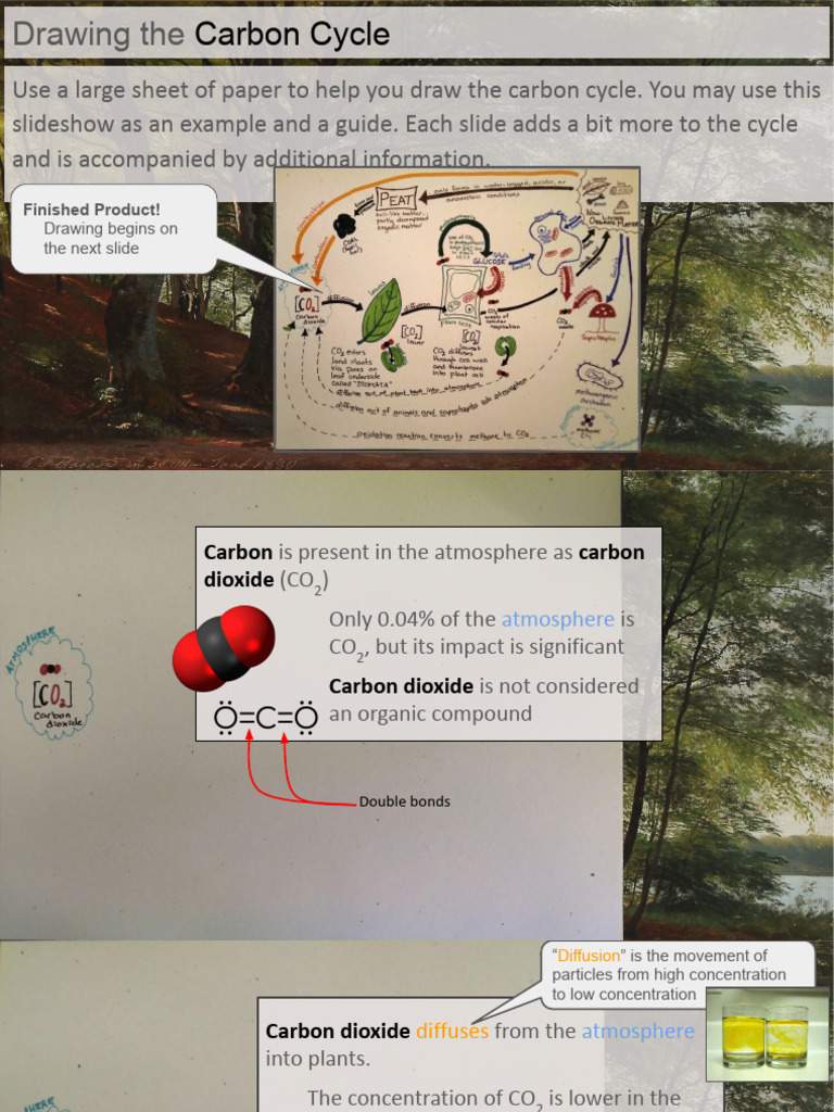 Carbon Cycle for Students | PDF | Cellular Respiration | Stoma
