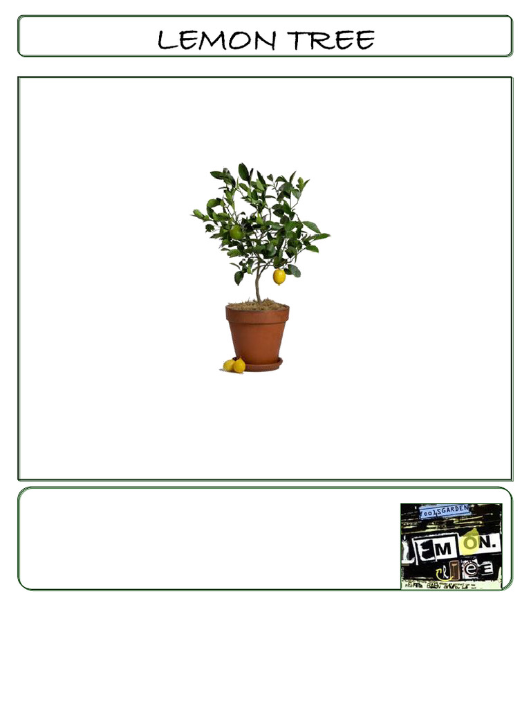 Lemon Tree | PDF | Language Arts & Discipline
