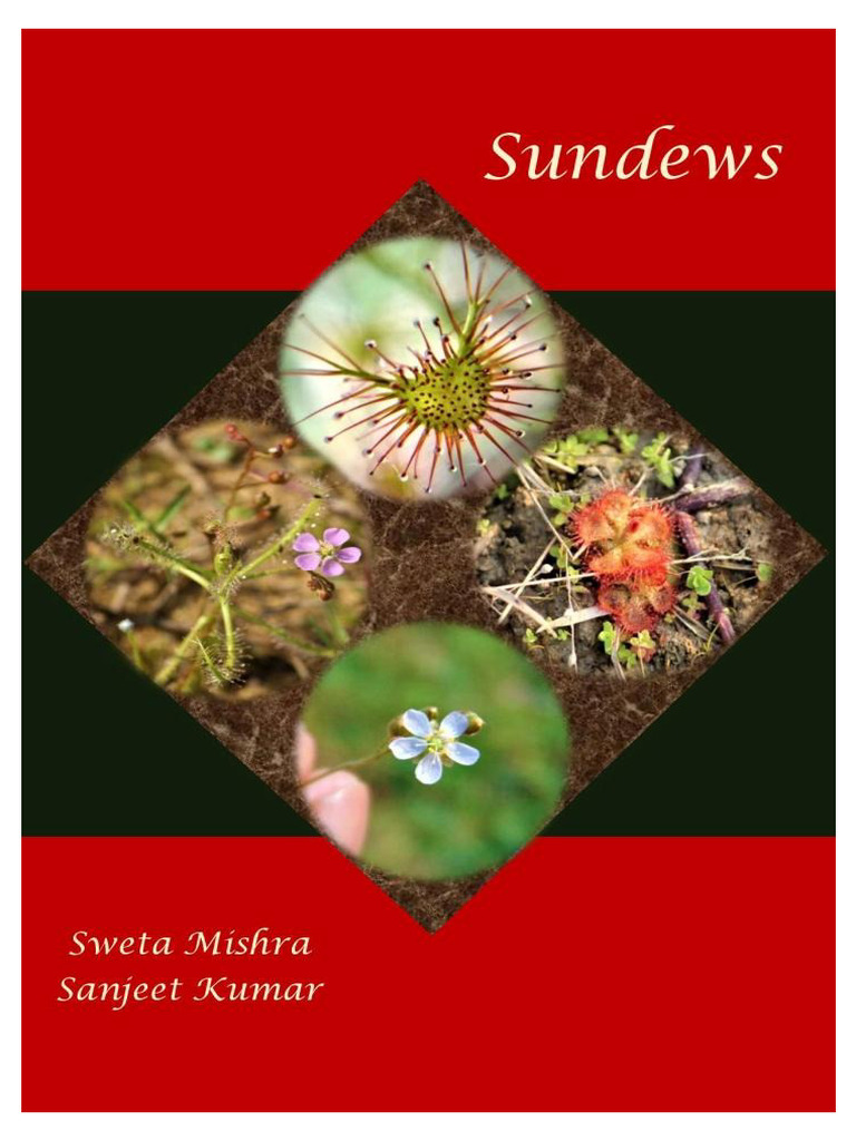 Sundews | PDF