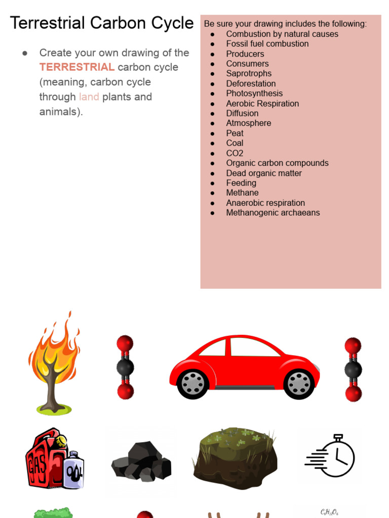 Draw Terrestrial Carbon Cycle | PDF