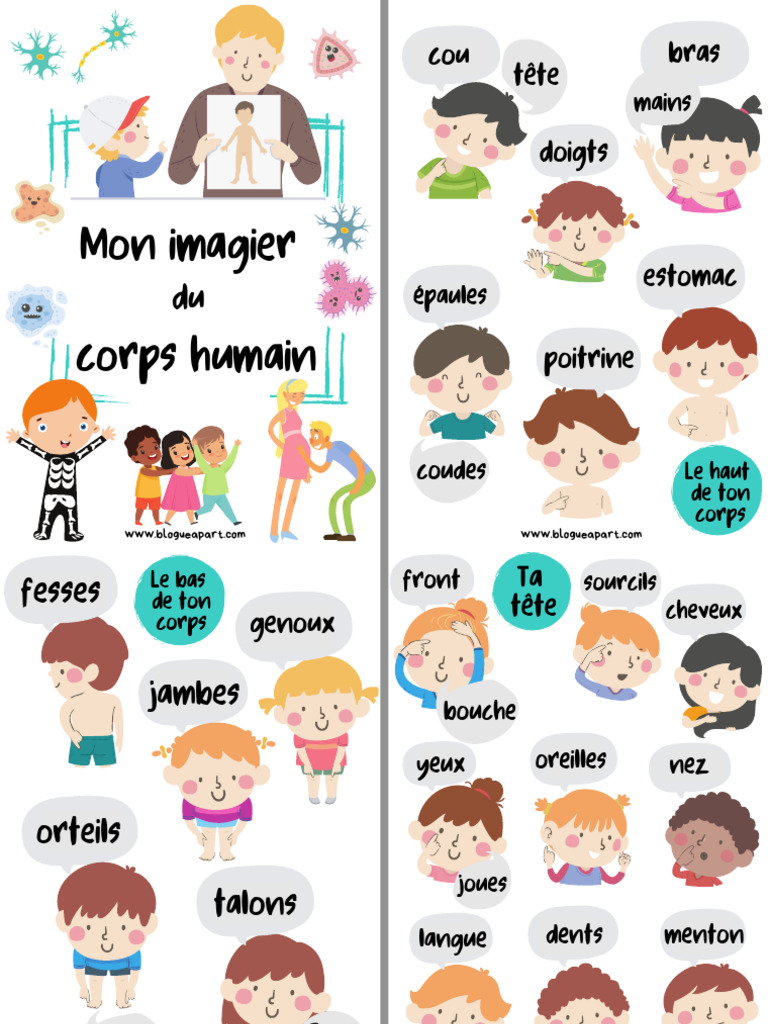 Vocabulaire - Corps Humain | PDF