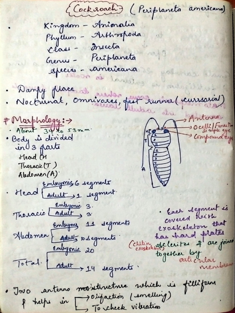 Cockroach, Earthworm and Frog | PDF