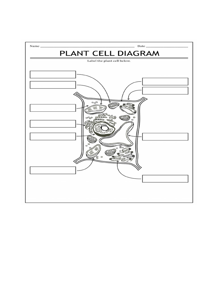 Plant Cell Diagram Label | PDF
