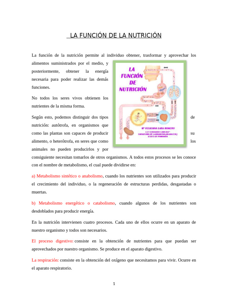 La Funcion de La Nutricion | PDF