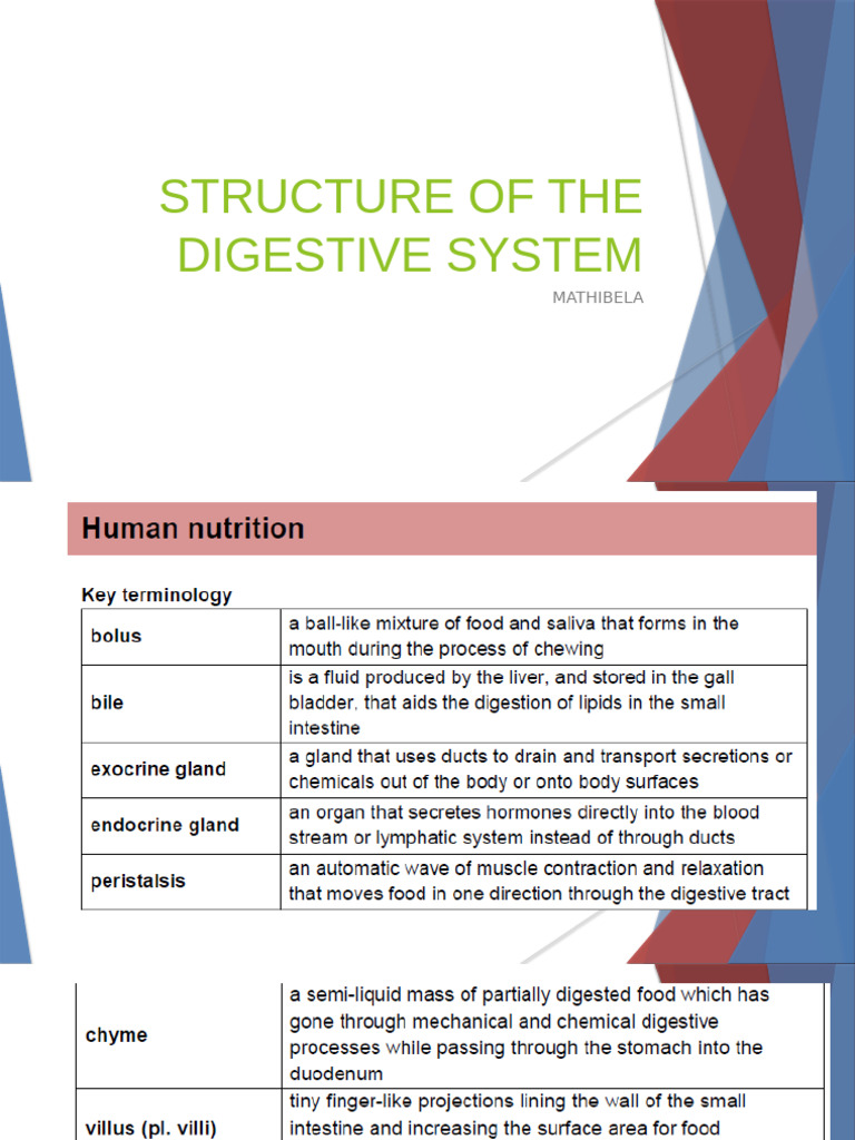 Structure of The Digestive System | PDF | Pancreas | Digestion