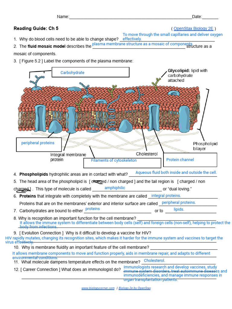 Kami Export - AP Reading Guide Cell Memebrane - Chapter 5 | PDF