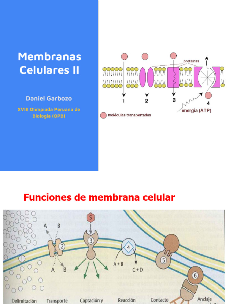 Membranas Celulares II | PDF