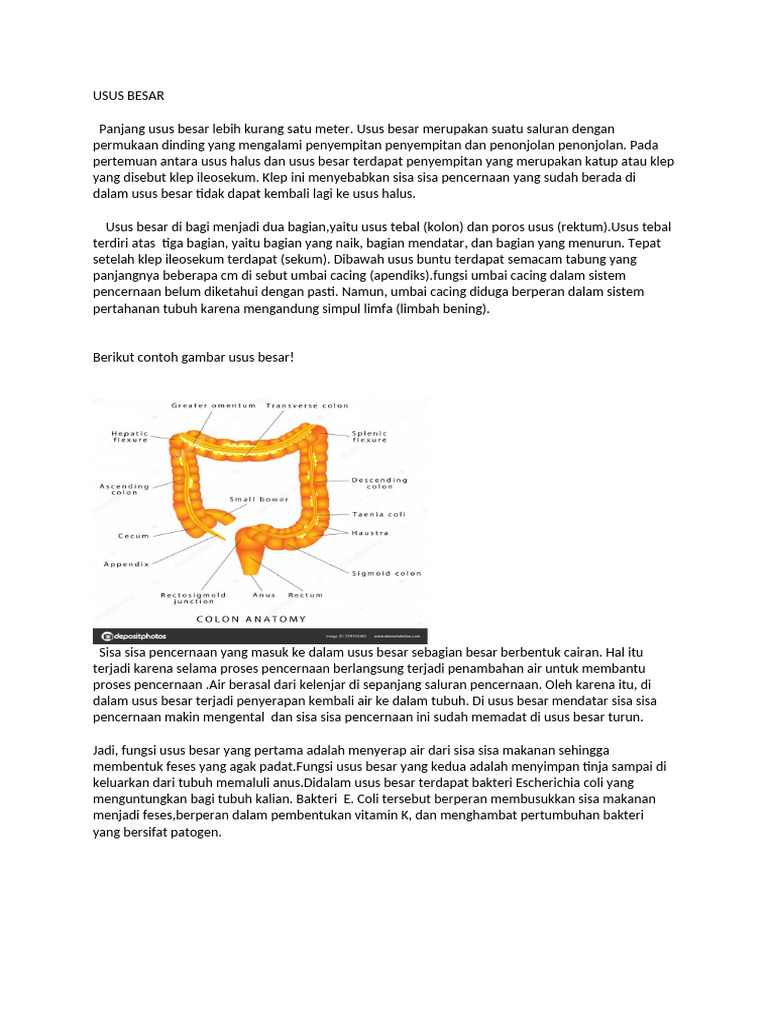 Usus Besar Tugas VIII B | PDF