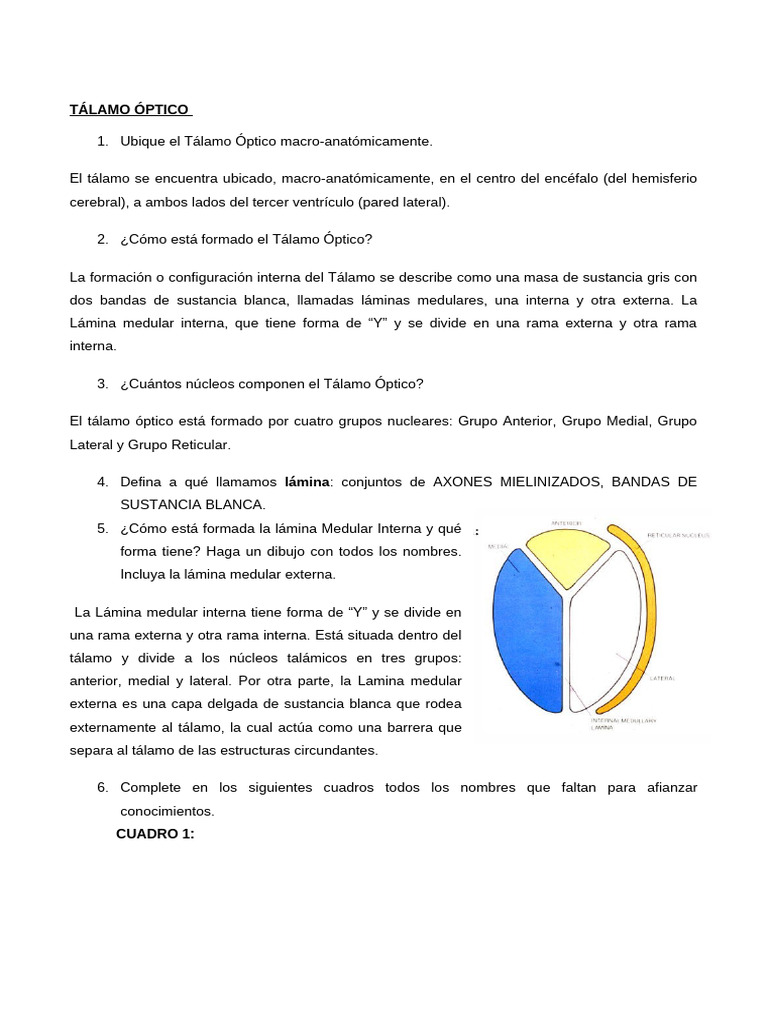 Trabajo Practico N°12 - Tálamo Optico | PDF