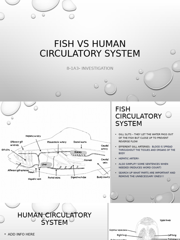 Fish Vs Human Circulatory System | PDF | Vein | Artery