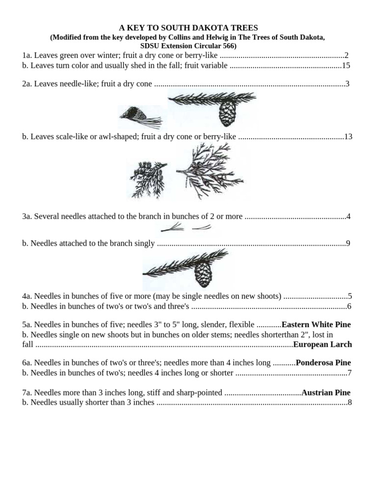 Updated Key To SD Trees-2 | PDF