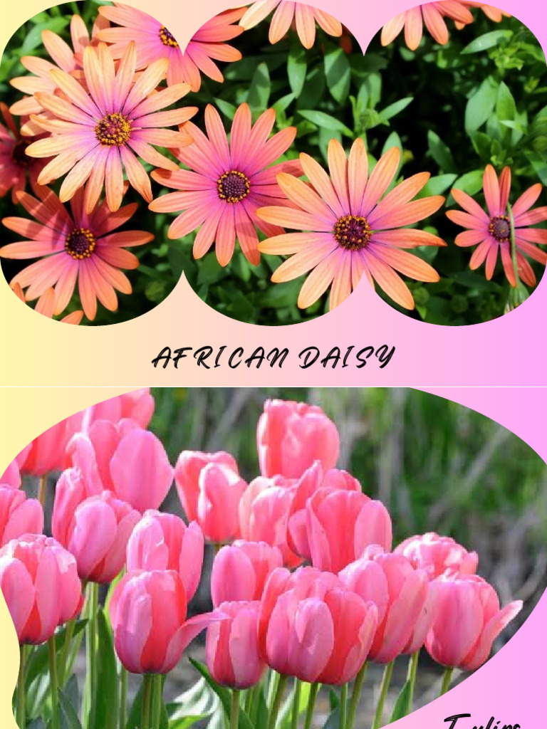 AFRICAN DAISY | PDF