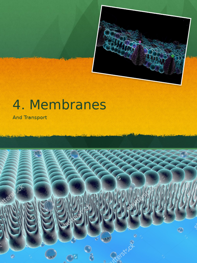 As Membranes Sample | PDF