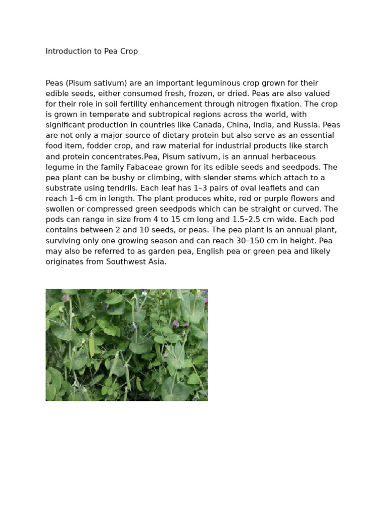 Pea Crop | PDF | Pea | Legume