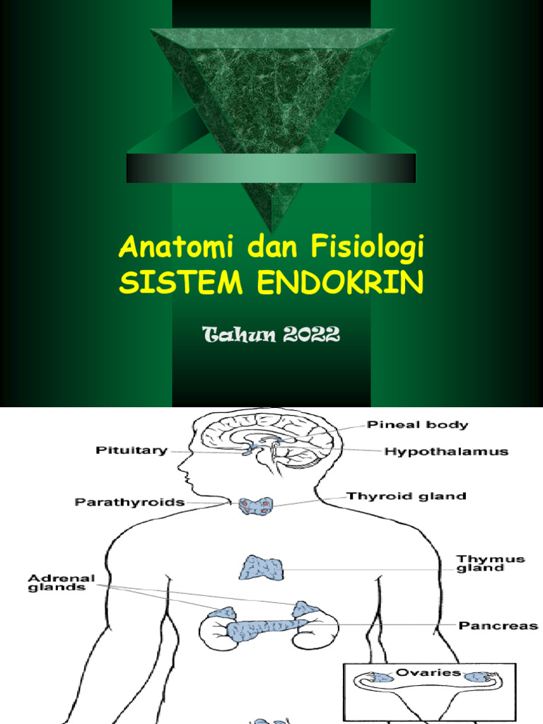 Anatomi Dan Fisiologi Endokrin - YJK | PDF