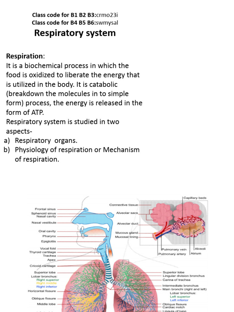 respiratory system | PDF
