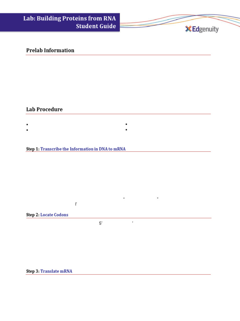 Lab: Building Proteins From RNA: Student Guide | PDF