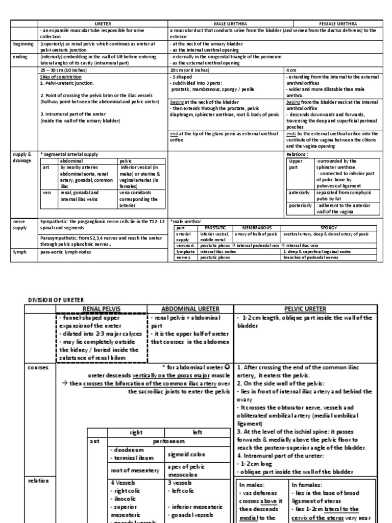 Anatomy of Urinary Passages | PDF | Pelvis | Urinary Bladder