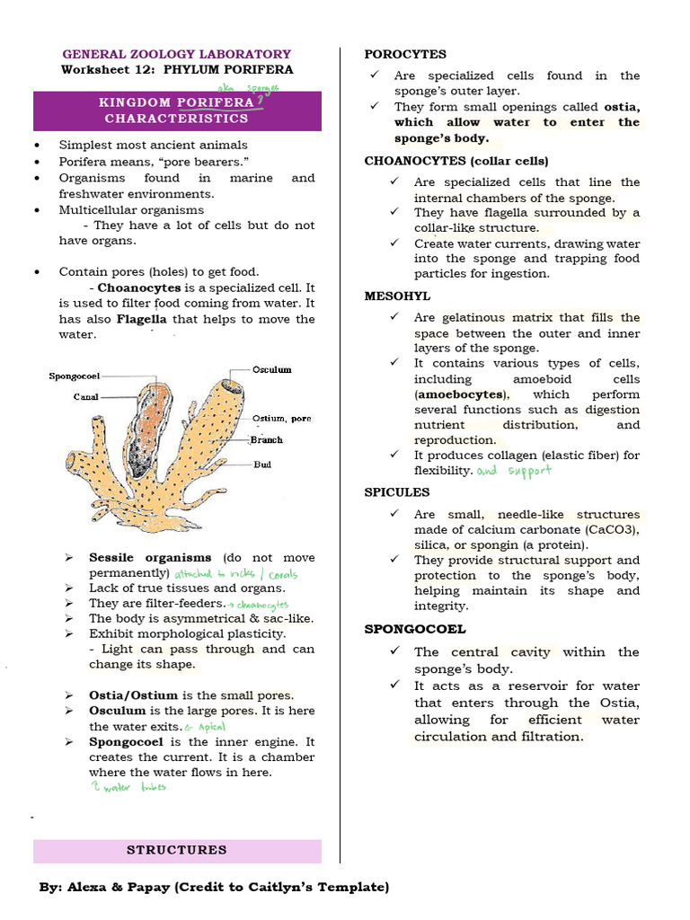 ZOOLAB-REVIEWER-WORKSHEET-12-new | PDF