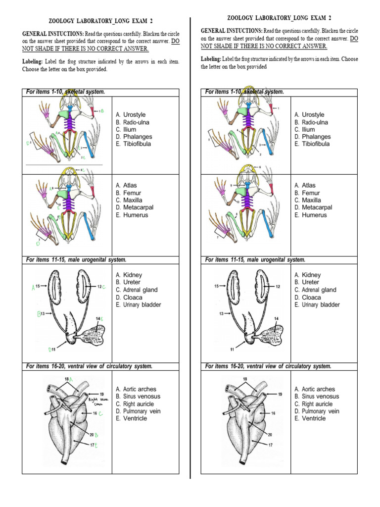 Zoology Laboratory - Long Exam 2.0 | PDF
