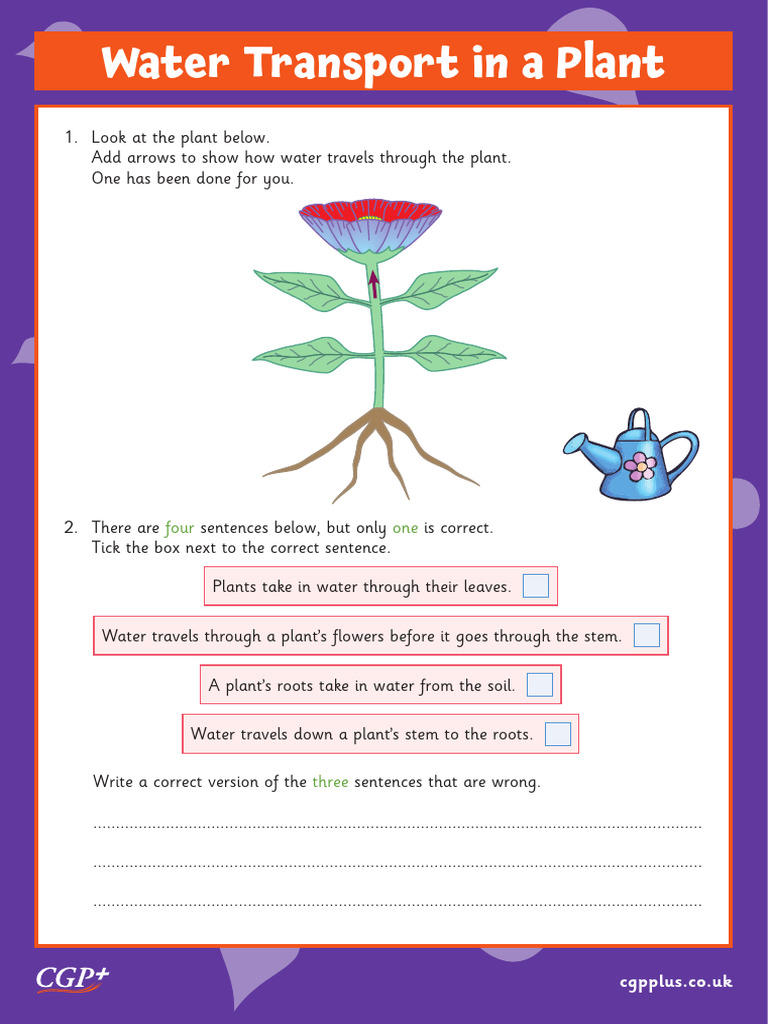How Water Travels Through A Plant (Year 3) Full Colour - S2WAE68 | PDF