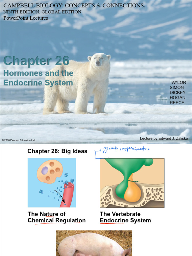 26 - Hormones and The Endocrine System (Final) 2 | PDF | Pituitary ...